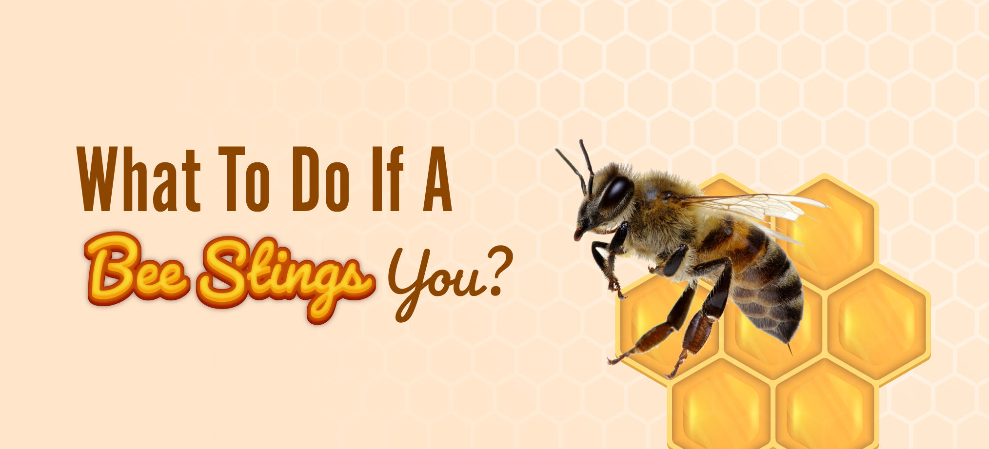 What To Do If A Bee Stings You?