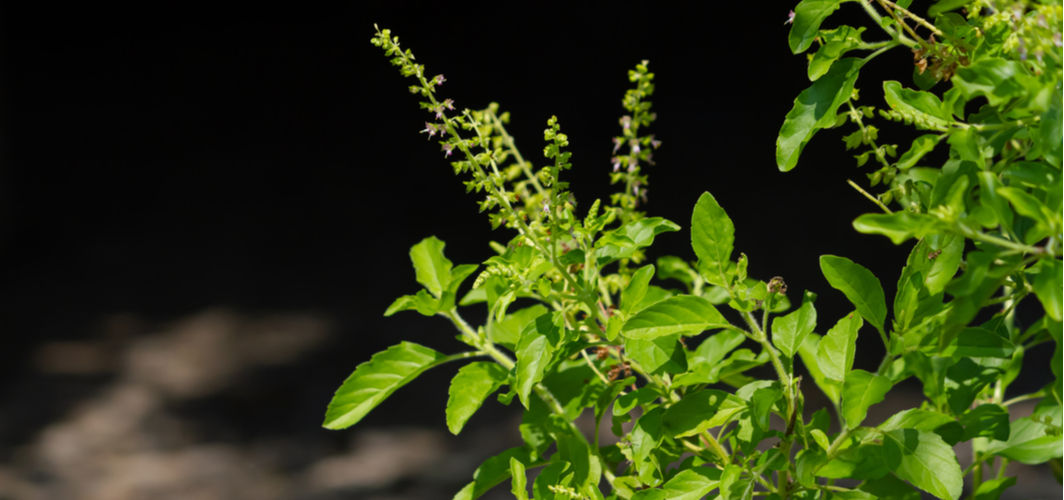 7 Benefits Of The Holy Tulsi For Complete Well-being