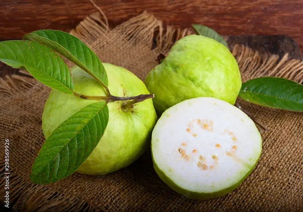 guava fruit information