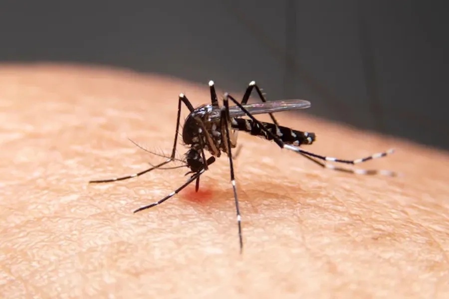 Dengue Causes and Symptoms: Prevention, Diagnosis, and Treatment