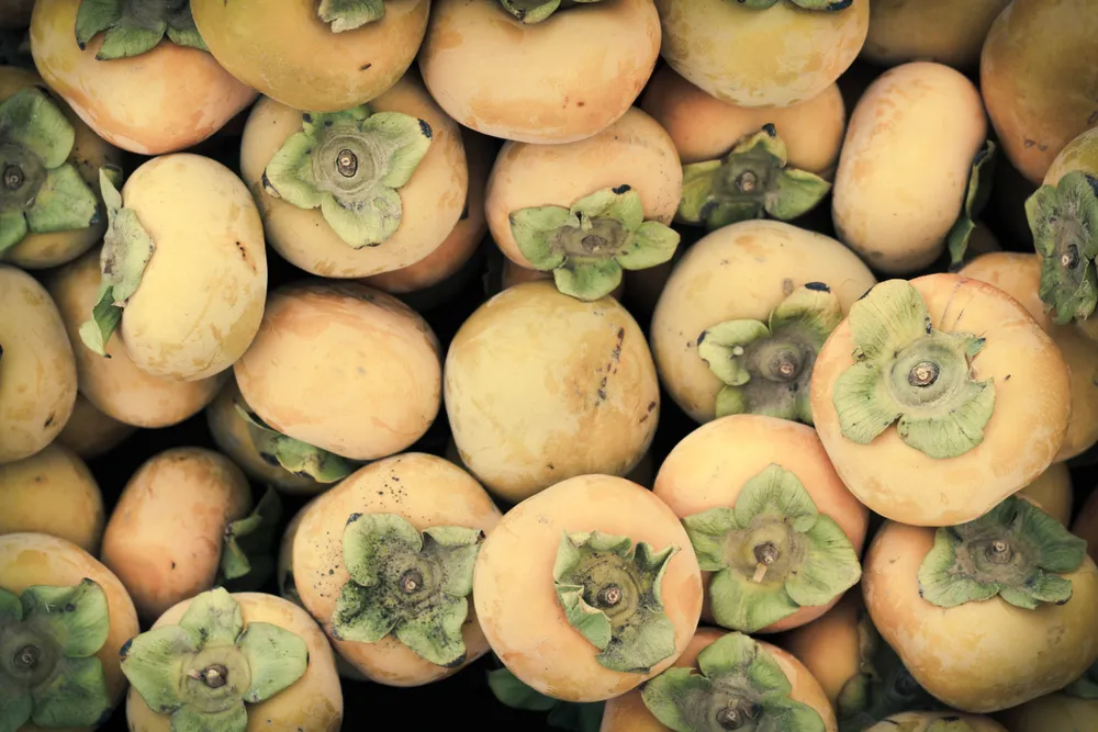 persimmon fruit side effects