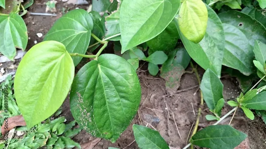 Betel Leaf Health Benefits Explained