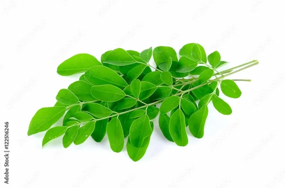moringa leaf side effects