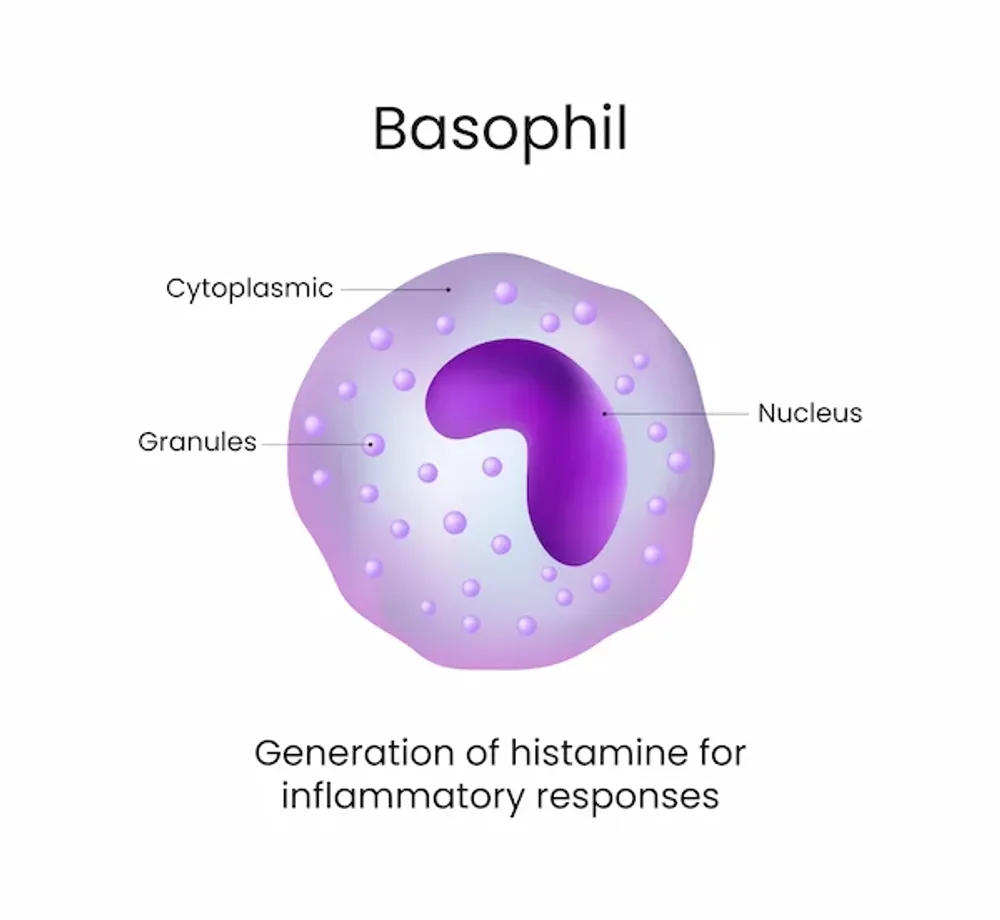 basophil count low