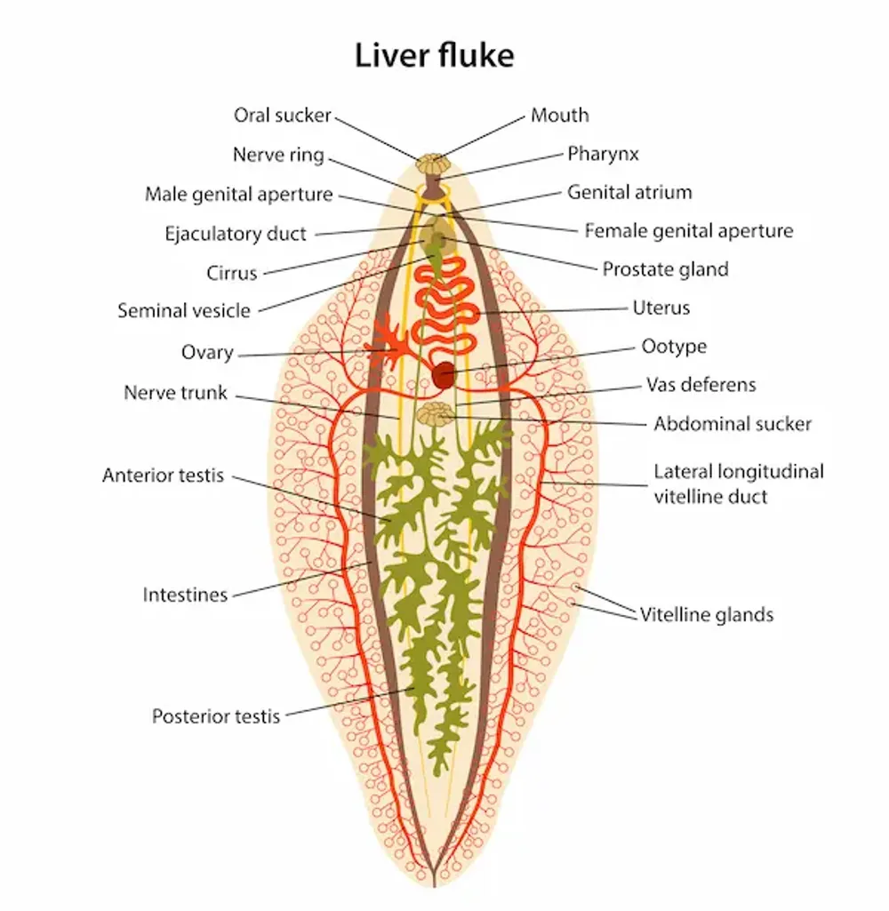are flukes flatworms