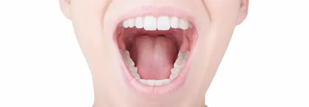 can you get maggots in your teeth