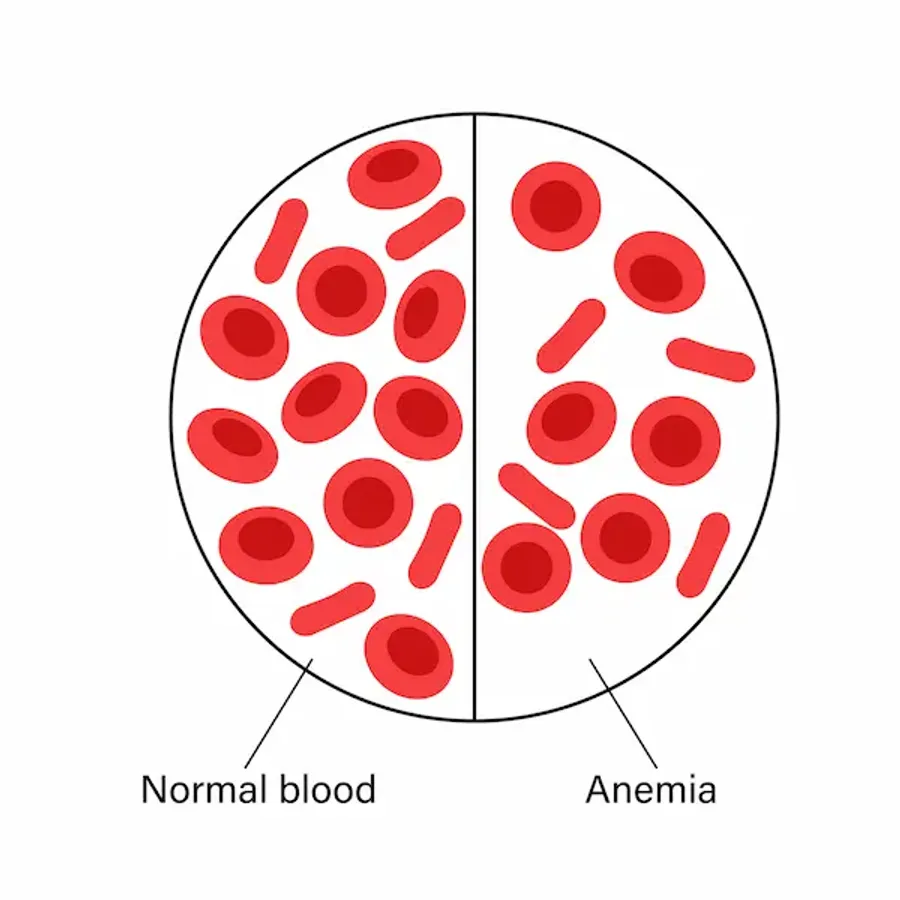 Erythrocytes Normal Range and Count Information