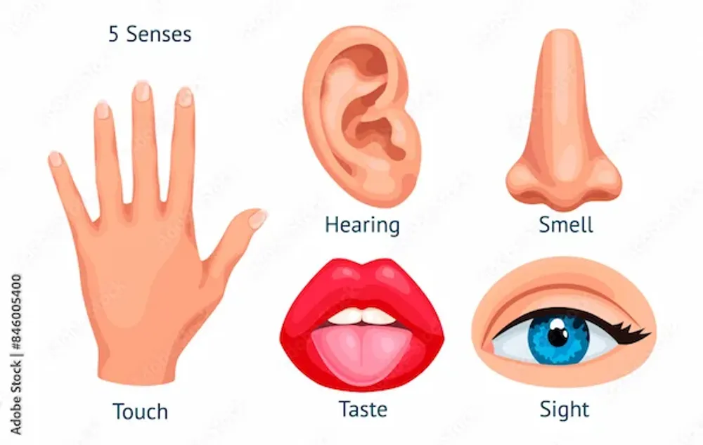 five sense organs