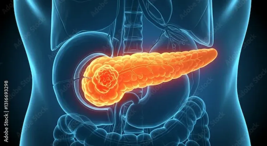 Understanding the Pancreas and Its Functions