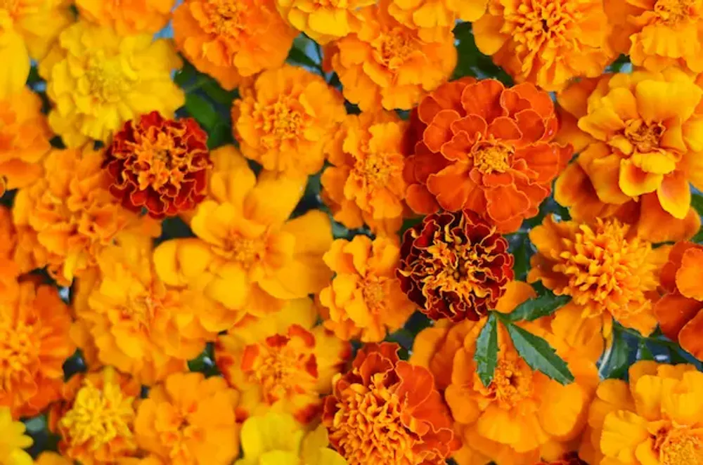 marigold leaf uses