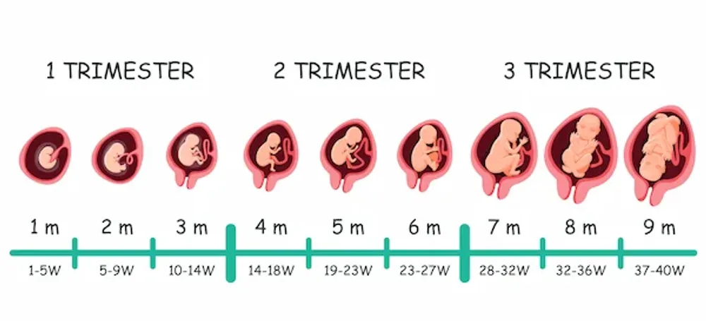 fetal development size chart