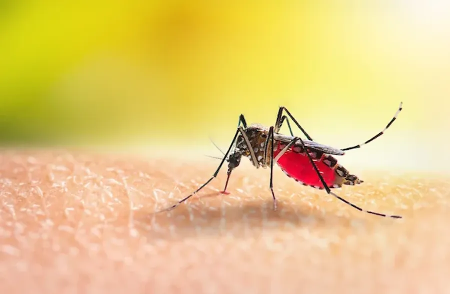Dengue Haemorrhagic Fever: A Complete Guide to Symptoms & Care