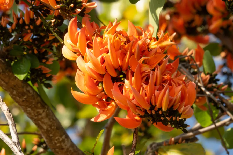 Benefits of Palash