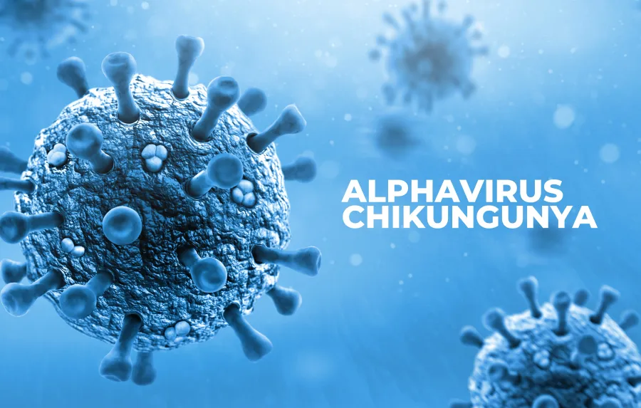 Chikungunya Virus Causes, Symptoms, and How to Prevent It