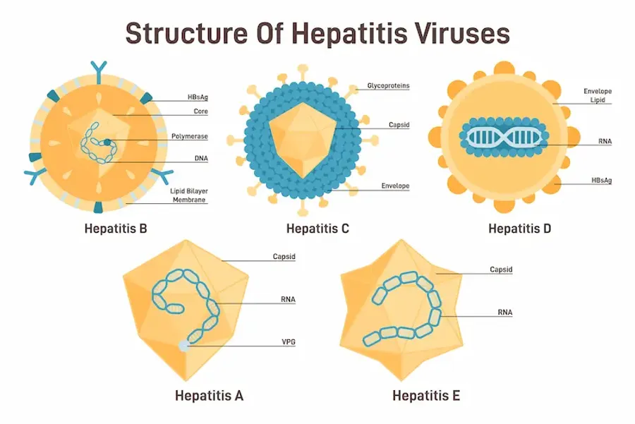 Transmission of Hepatitis A to E