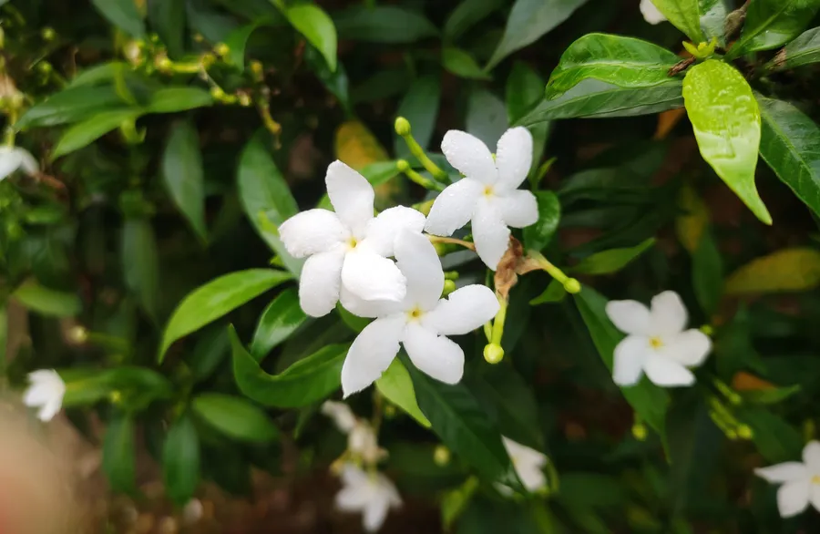 Tagar in Ayurveda: Benefits, Uses, and Side Effects