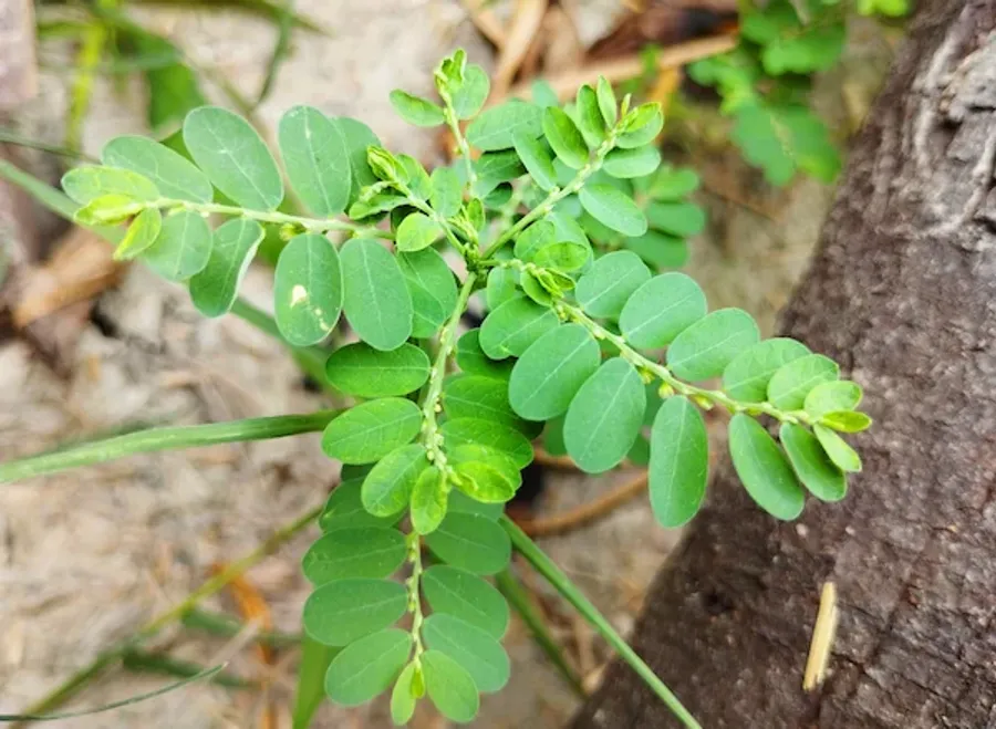 Bhumi Amla: Health Benefits, Uses, and Side Effects