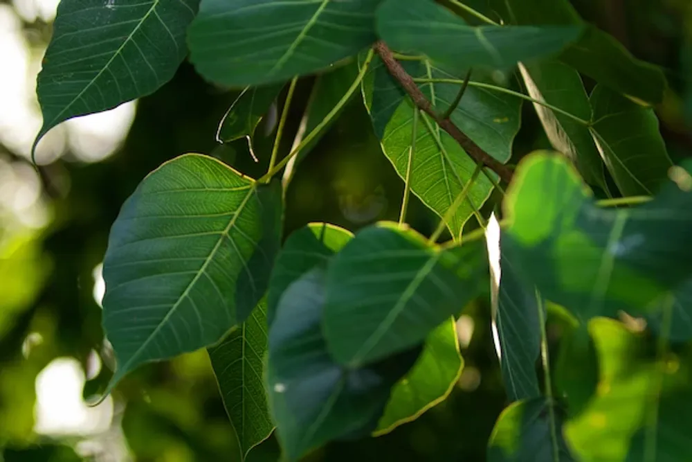 peepal tree leaf