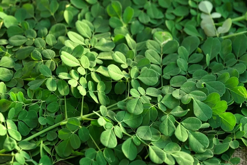 moringa side effects thyroid