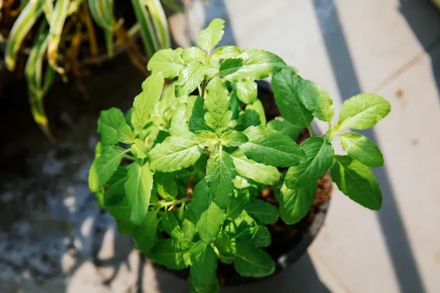 Tulsi (Holy Basil): Uses, Benefits And Safe Dosage