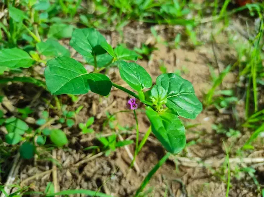 Punarnava: Ayurvedic Uses, Benefits, and Side Effects Explained