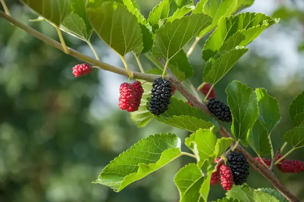 mulberry fruit side effects