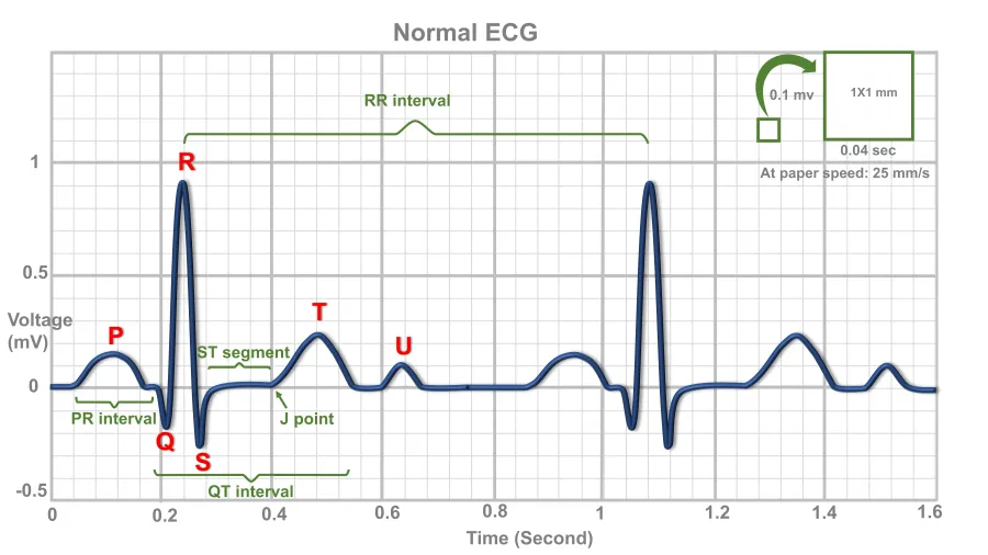 Normal Pulse Rate Explained