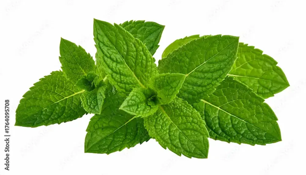 mint leaf benefits