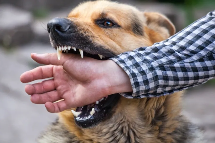 Dog Bite Protocol: Immediate First Aid & Treatment