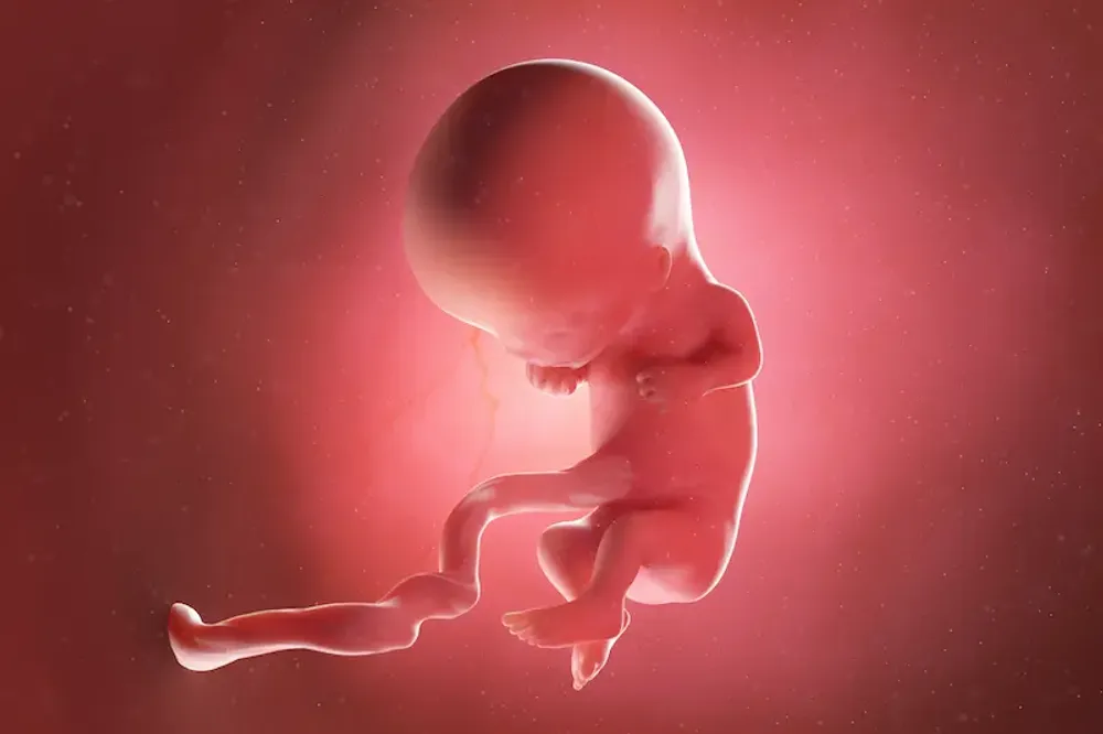 foetal development 12 weeks