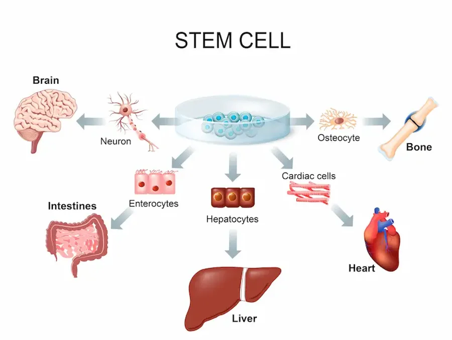 The Ultimate Guide to Stem Cells Types, Treatments, and Future Potential
