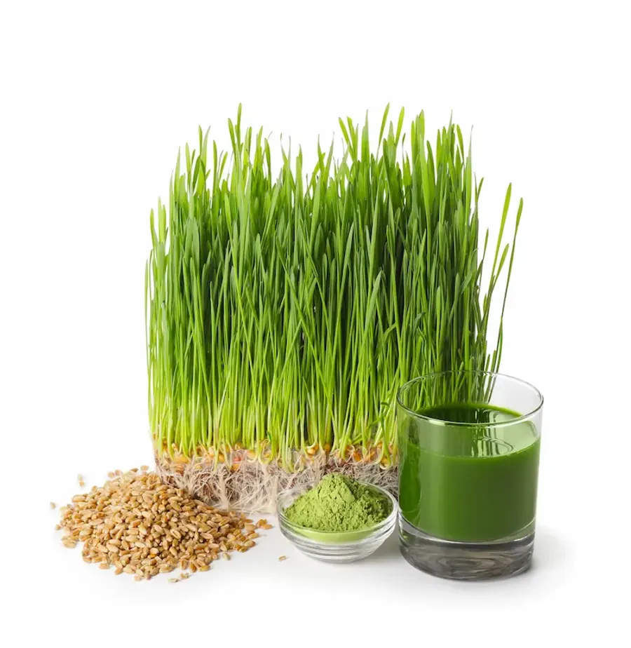 Wheatgrass in Ayurveda Benefits, Uses & Side Effects